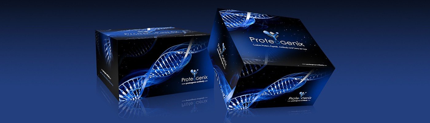 Production d'anticorps & protéines - synthèse de gènes & peptides | ProteoGenix