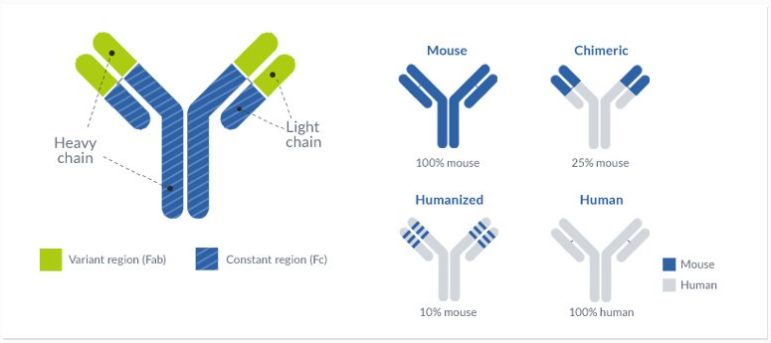 How humanized antibodies revolutionized drug development - ProteoGenix