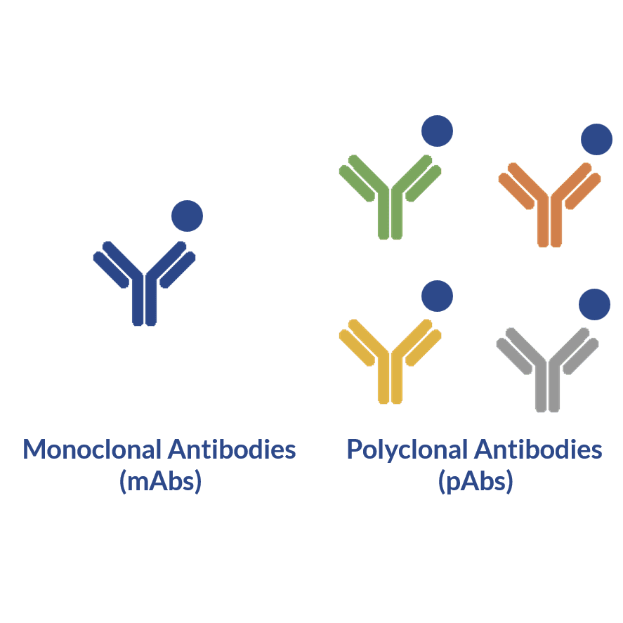 The benefits of pairing monoclonal and polyclonal antibodies The benefits of pairing monoclonal and polyclonal antibodies
