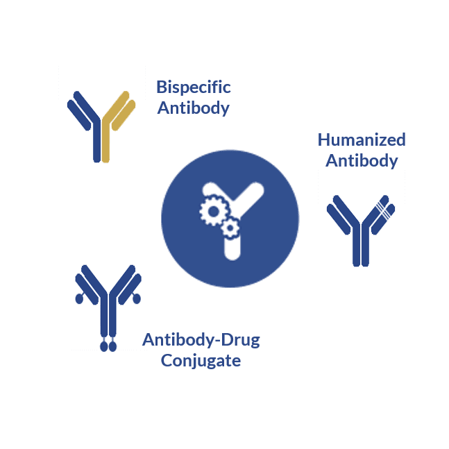 How antibody development enhances the functionality of therapeutic ...