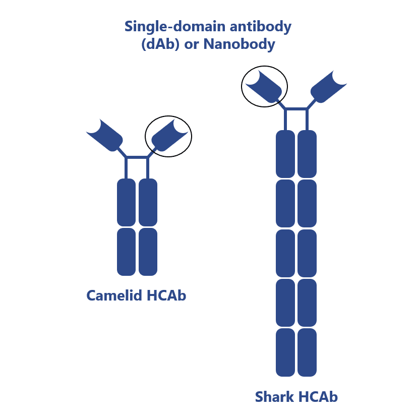 Antibody engineering techniques of camelid heavy-chain antibodies