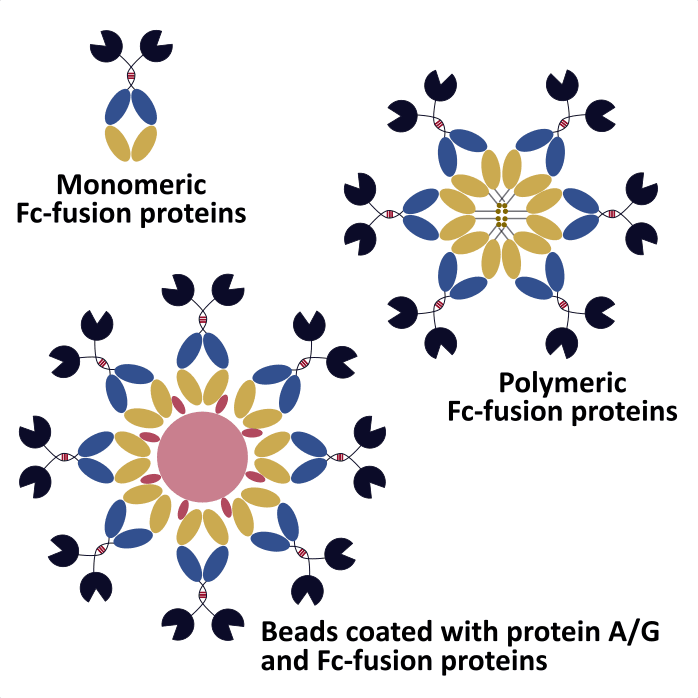 Use recombinant antibody expression to unlock the potential of Fc-proteins