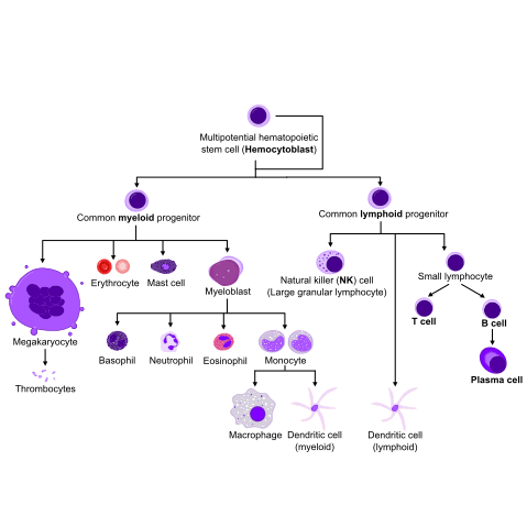 How activation mechanisms influence antibody production by B cells?