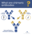 What are chimeric antibodies?