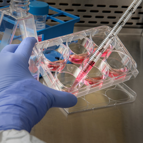 Antibody production: rabbit versus mouse, which host best fits your ...