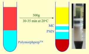 Polymorphprep Isolation of Human Polymorphonuclear Cells-ProteoGenix