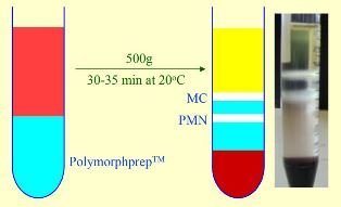 Polymorphprep Isolation of Human Polymorphonuclear Cells-ProteoGenix