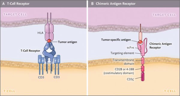CAR-T cell immunotherapy - ProteoGenix
