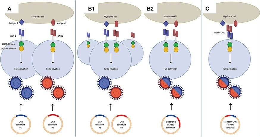 CAR-T cell engineering: strategies to overcome remaining limitations ...