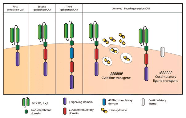 From the first to the fifth generation of CAR-T cells - ProteoGenix