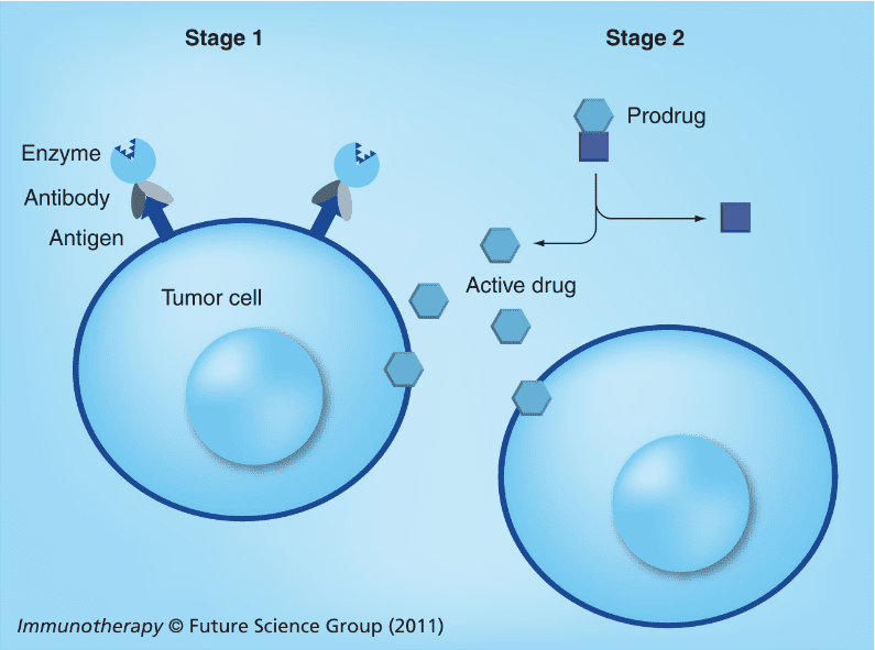 Antibody-enzyme conjugates for therapeutic applications - ProteoGenix