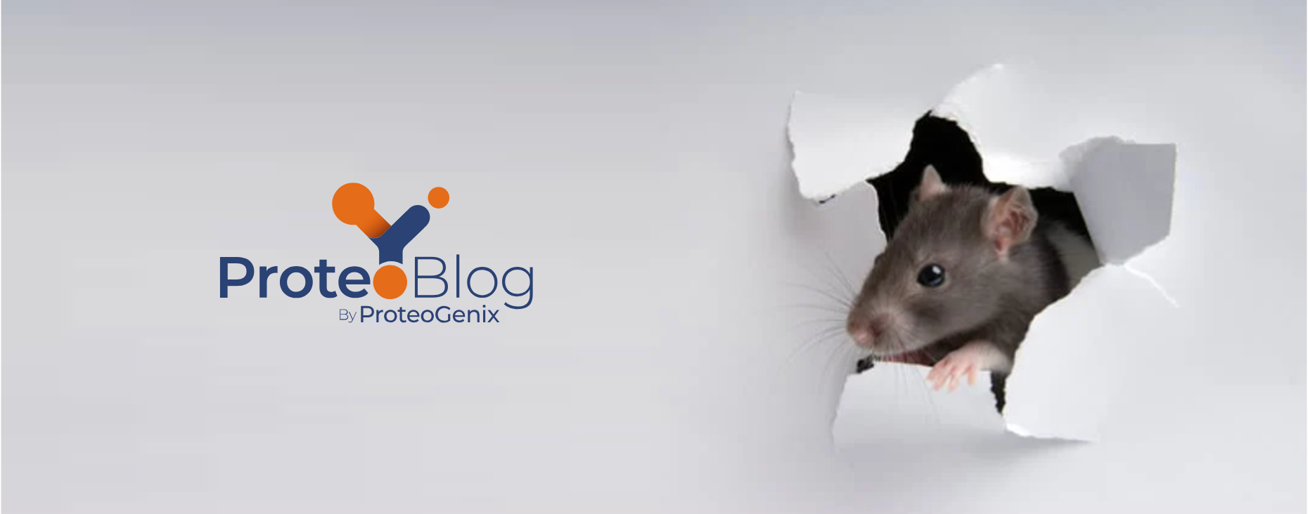 Humanized vs. Fully Human Antibodies: What’s the Difference? - ProteoGenix