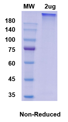 Buy Romilkimab Biosimilar - Anti-IL13/IL4 mAb - Research Grade Online