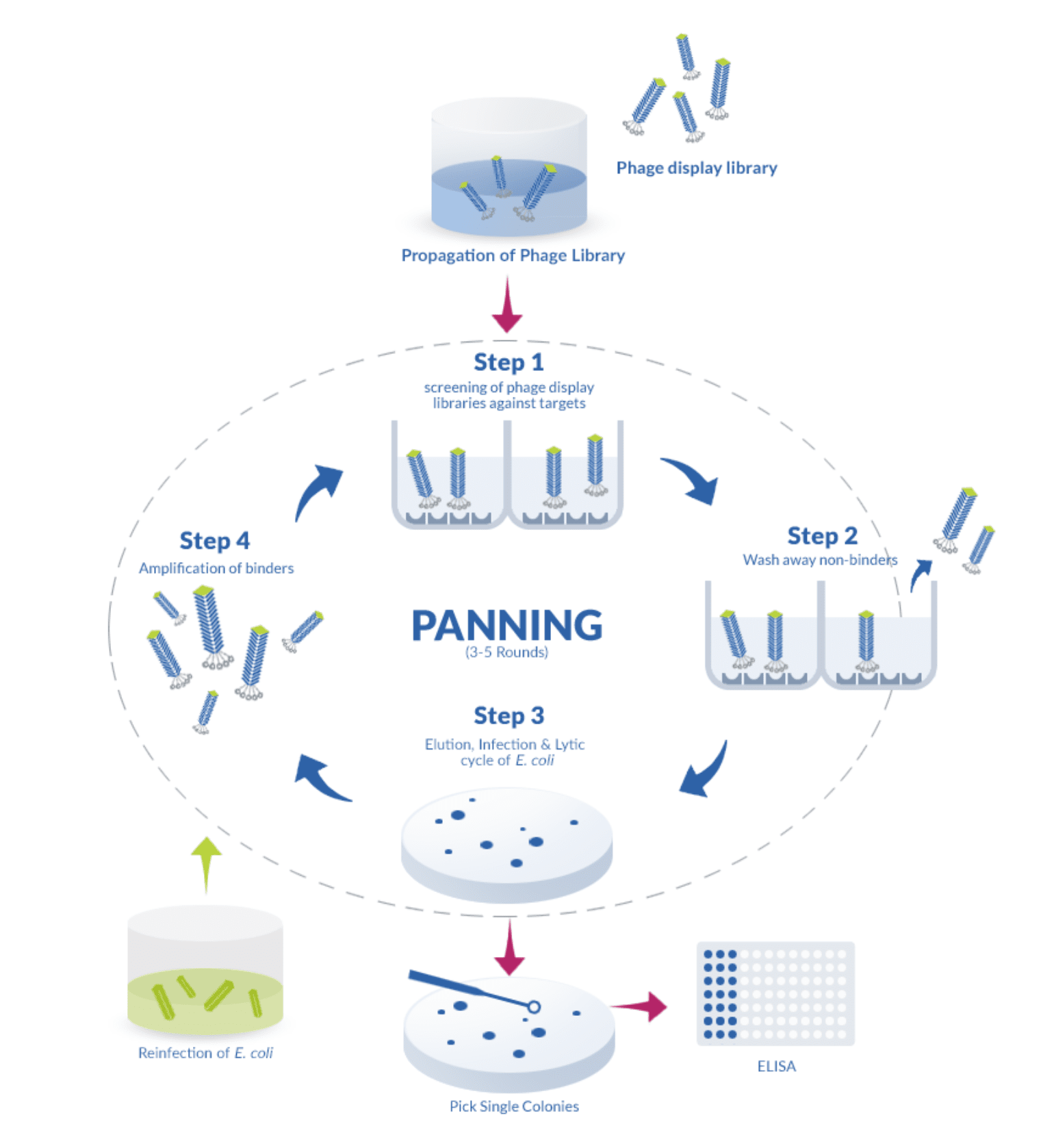 How to choose the right antibody production process for your project