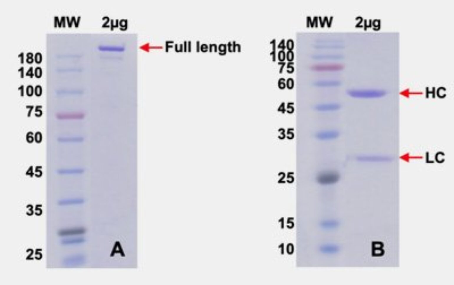 Custom protein expression services - 5 expression systems - ProteoGenix