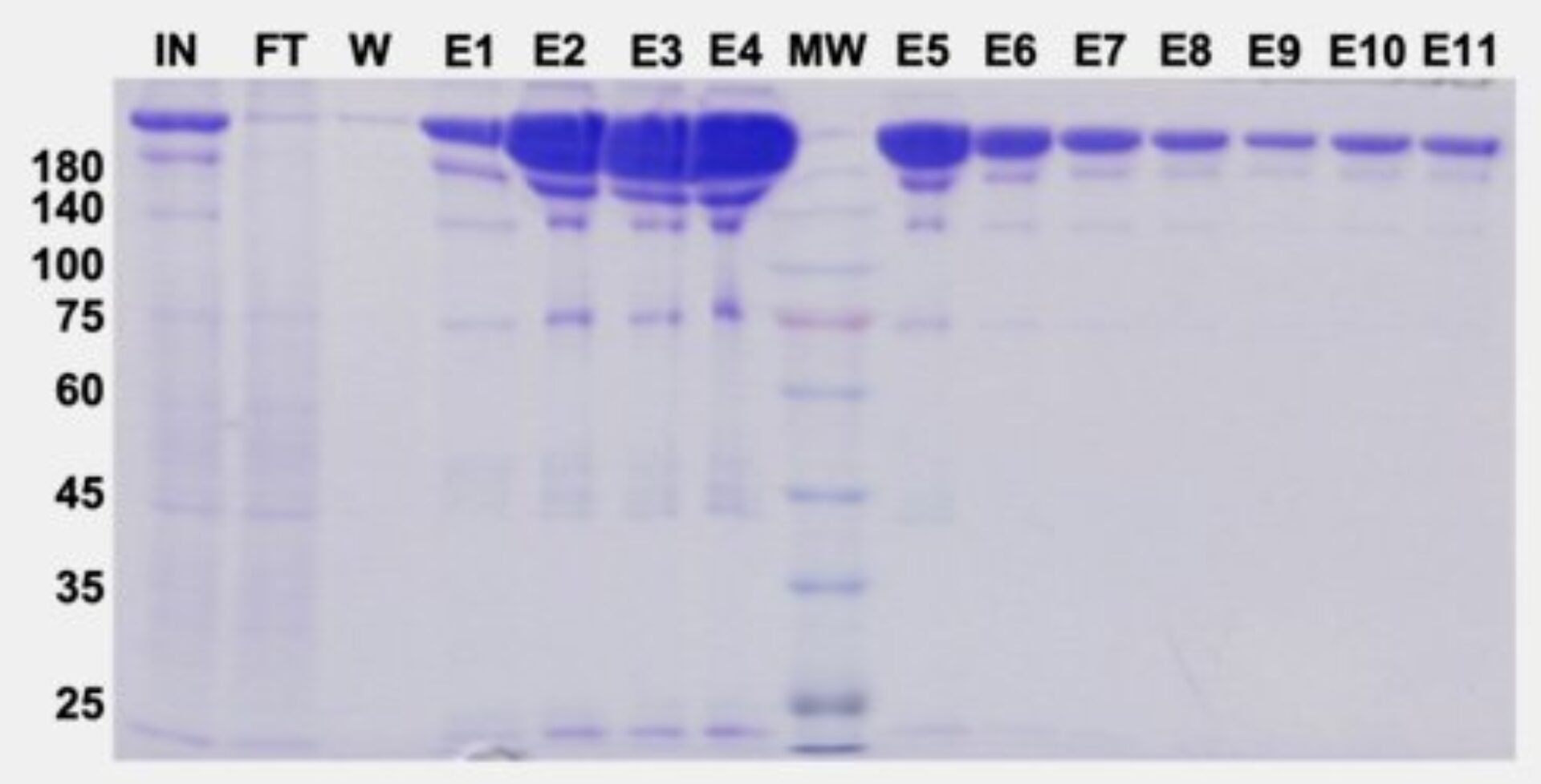 Custom protein expression services - 5 expression systems - ProteoGenix