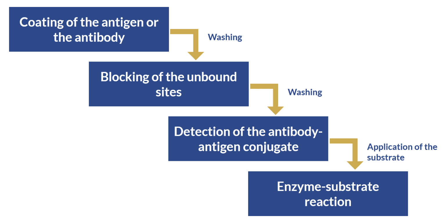 Primary antibodies and ELISA – how to design your immunoassay