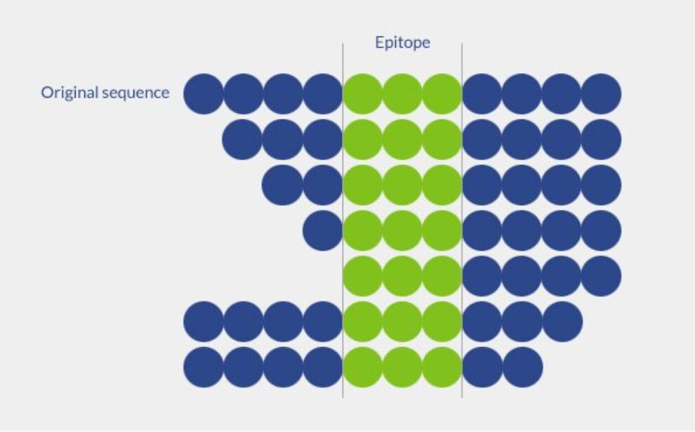 Truncation Peptide Libraries – ProteoGenix