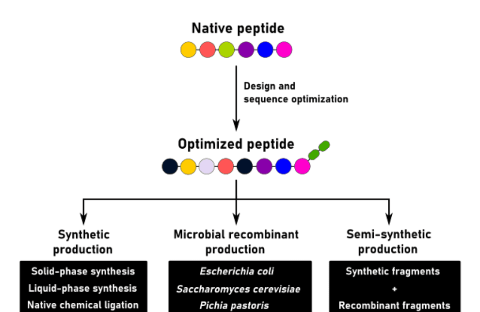 Peptide synthesis Archives - ProteoGenix