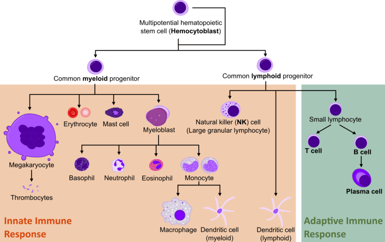 How activation mechanisms influence antibody production by B cells?
