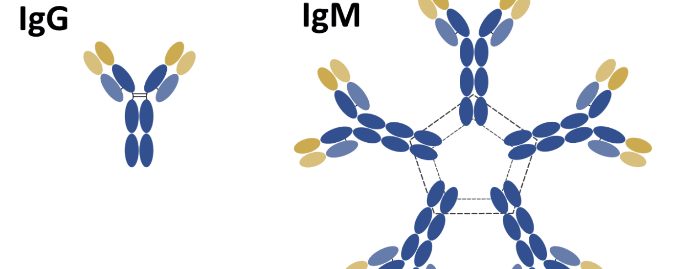 Antibody Structure and Types: What Drives the Immune Response