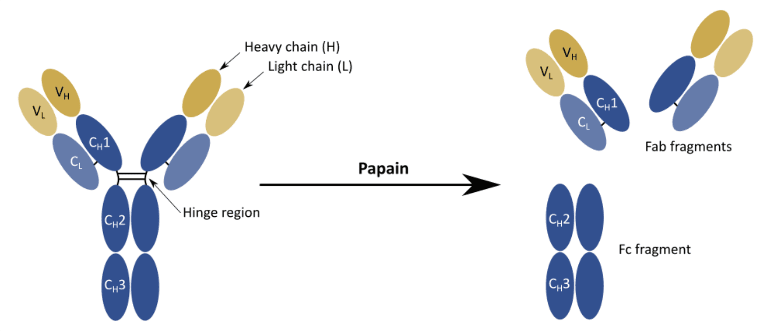 Antibody Structure and Types: What Drives the Immune Response
