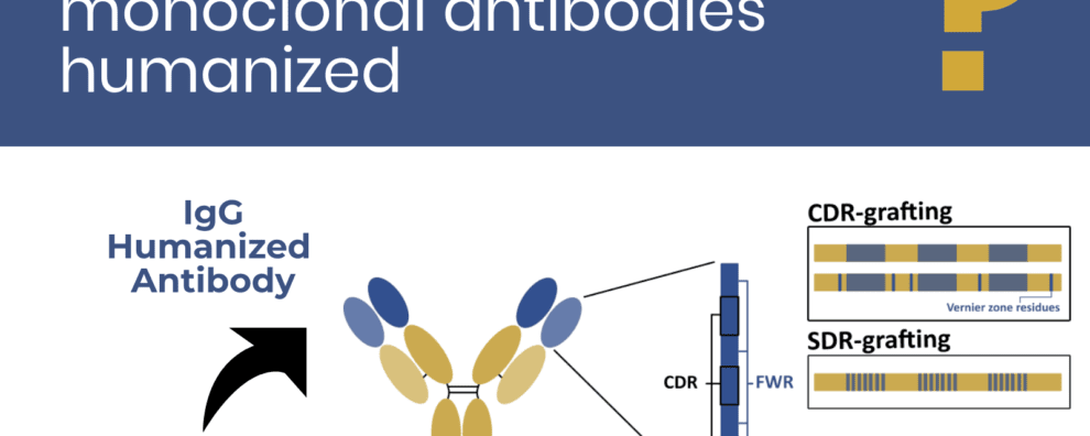 Humanized Monoclonal Antibodies