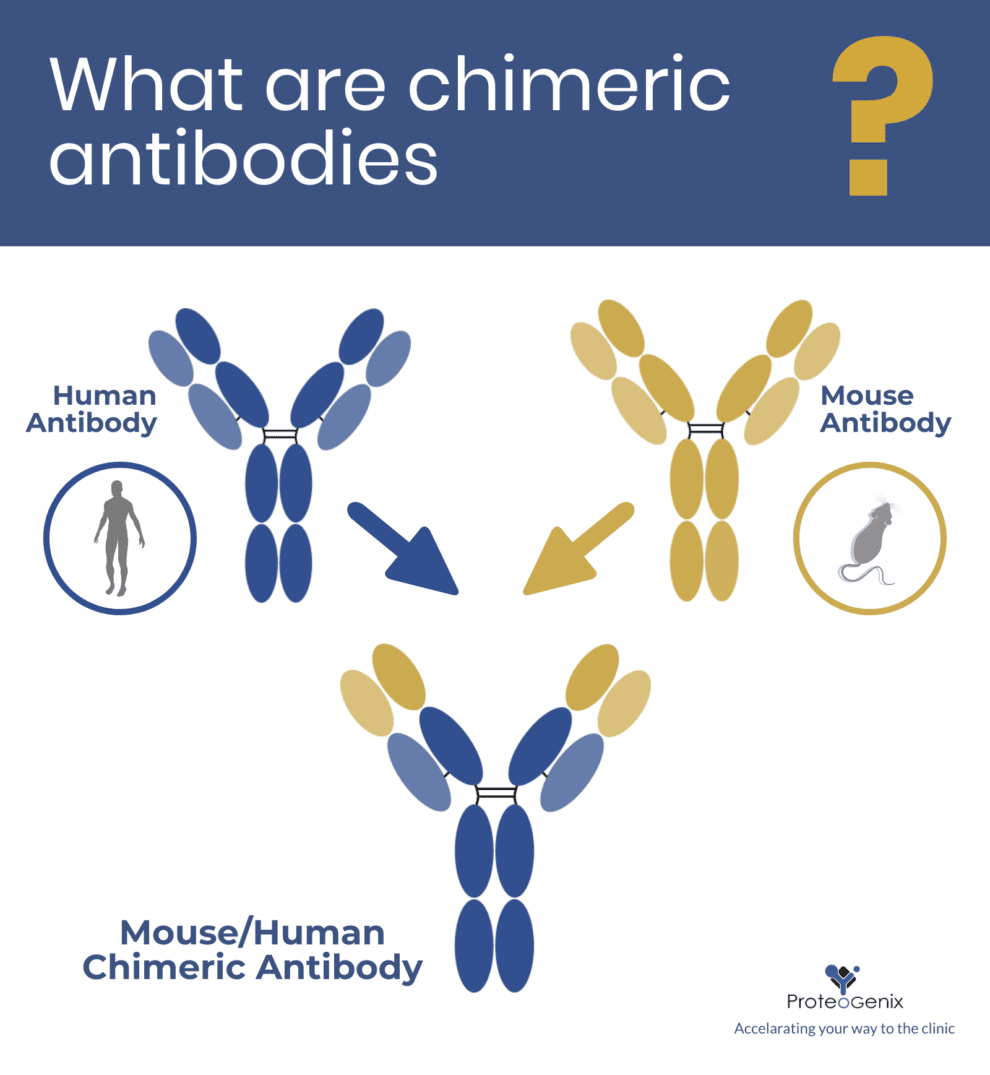 What are chimeric antibodies?
