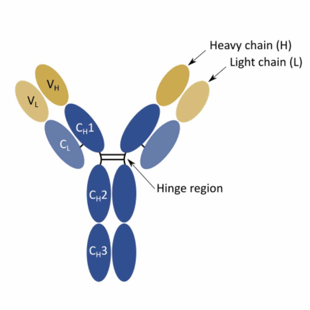 Antibody production: rabbit versus mouse, which host best fits your ...