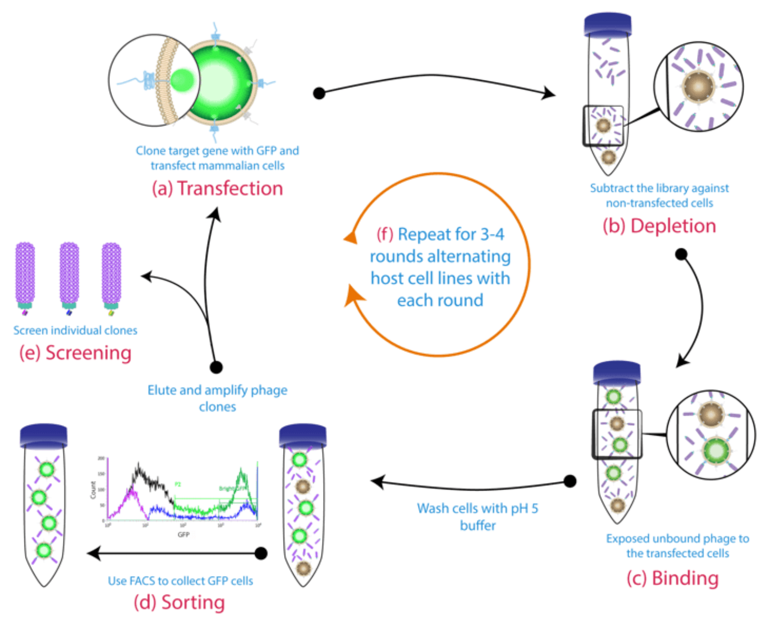 Cell-based phage display is helping us isolate more biologically ...