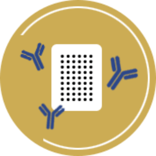 Antibody library generation for phage display - ProteoGenix