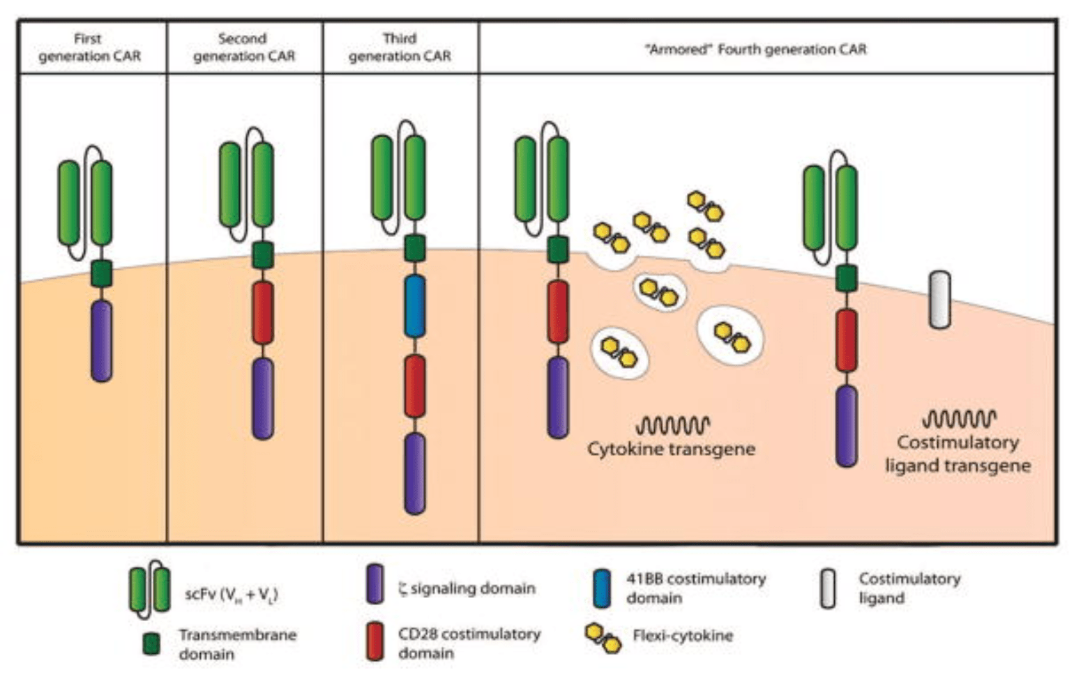 From the first to the fifth generation of CAR-T cells - ProteoGenix