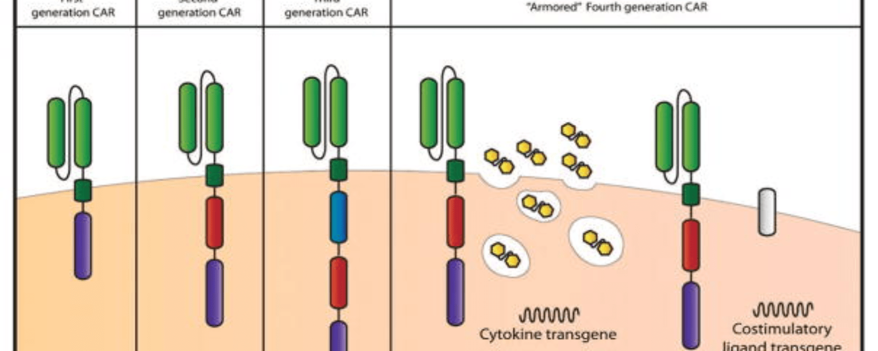 From the first to the fifth generation of CAR-T cells - ProteoGenix