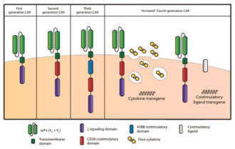 From the first to the fifth generation of CAR-T cells - ProteoGenix