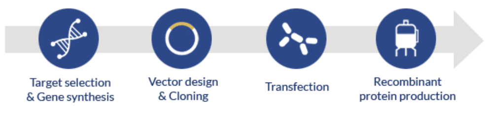 A guide to mammalian cell-based expression systems - ProteoGenix