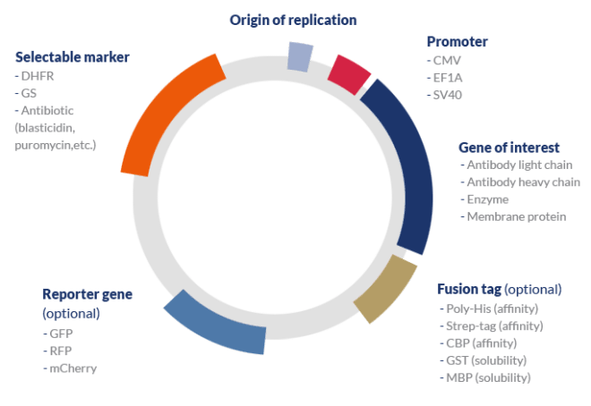 A guide to mammalian cell-based expression systems - ProteoGenix