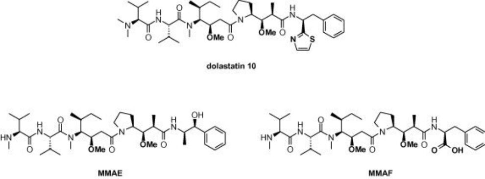 Tubulin inhibitors as payloads of ADCs - ProteoGenix
