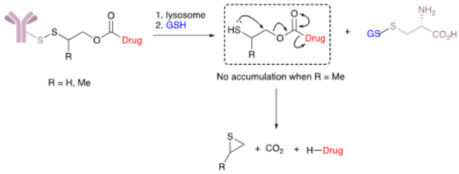 ADC linkers: Definition and examples - ProteoGenix