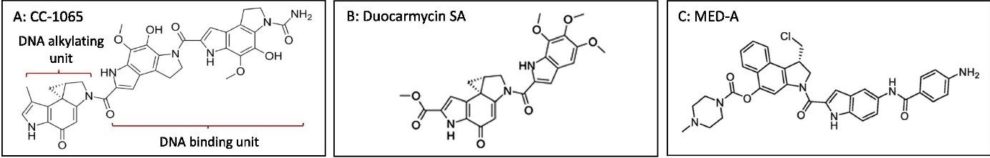 DNA-damaging agents and transcription inhibitors for ADCs - ProteoGenix