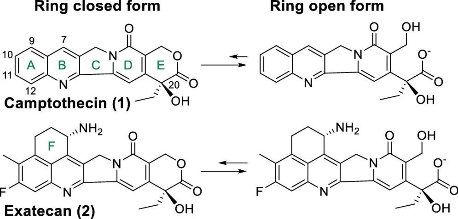 DNA-damaging agents and transcription inhibitors for ADCs - ProteoGenix