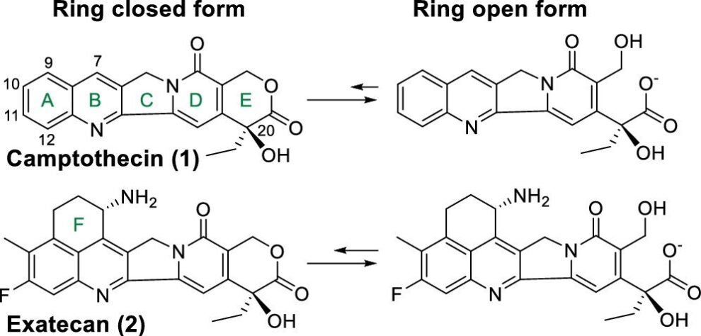 DNA-damaging agents and transcription inhibitors for ADCs - ProteoGenix