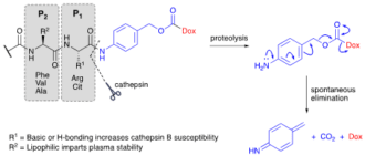 ADC linkers: Definition and examples - ProteoGenix