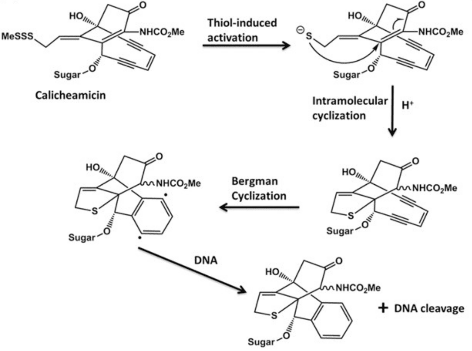 DNA-damaging agents and transcription inhibitors for ADCs - ProteoGenix