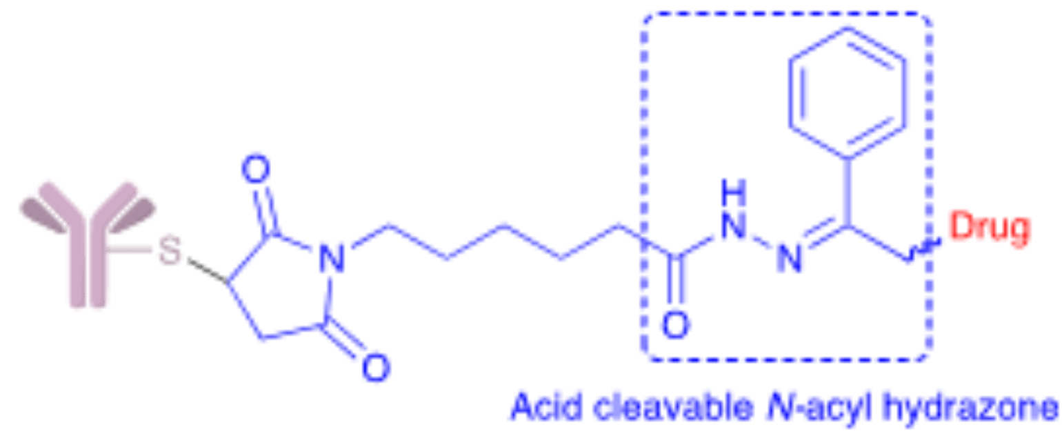 ADC linkers: Definition and examples - ProteoGenix