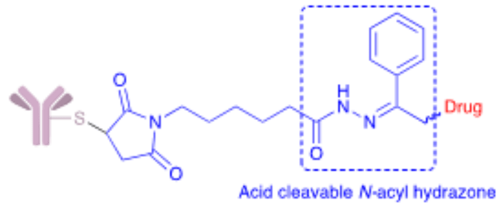 ADC linkers: Definition and examples - ProteoGenix