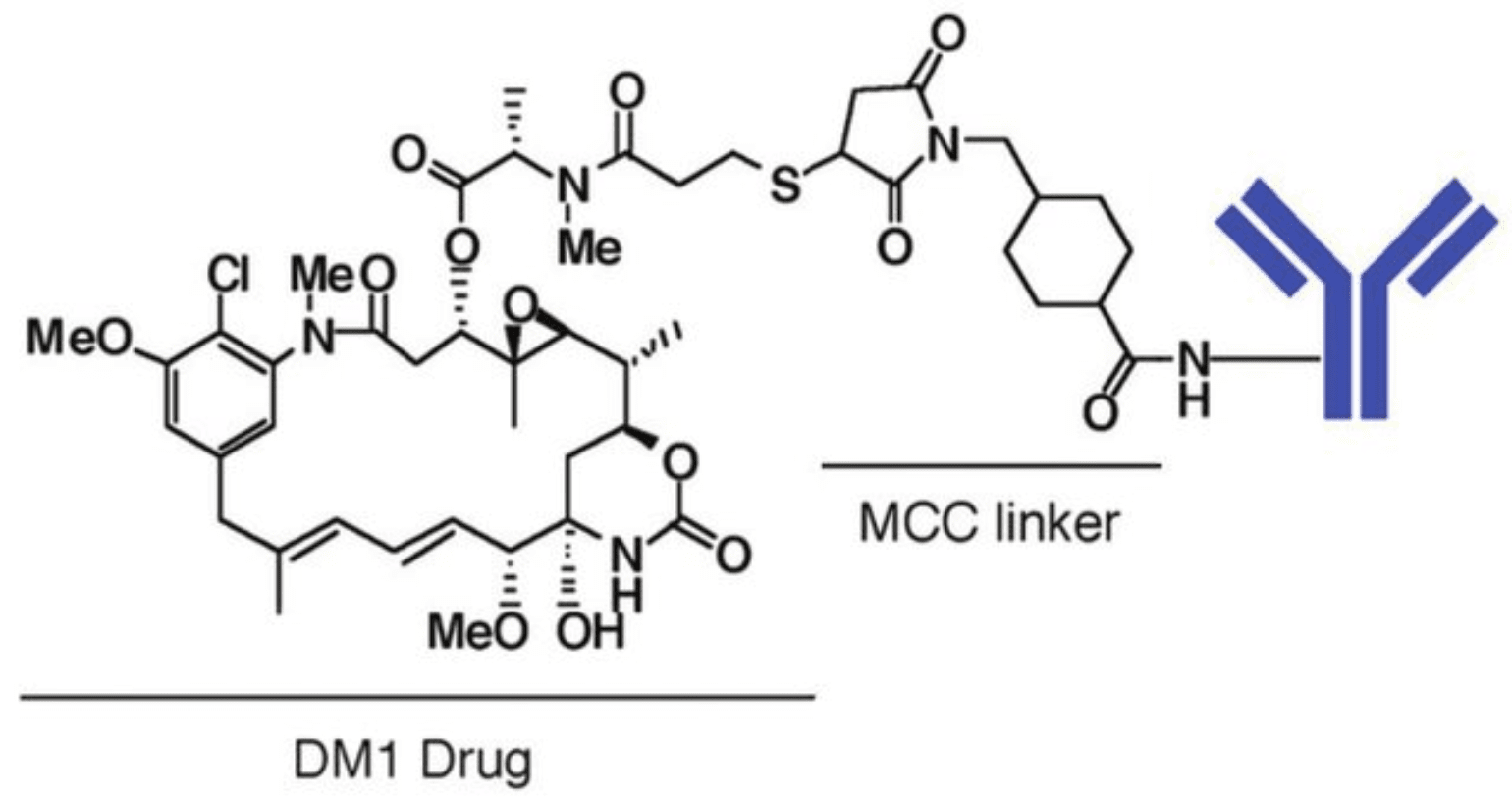 ADC linkers: Definition and examples - ProteoGenix