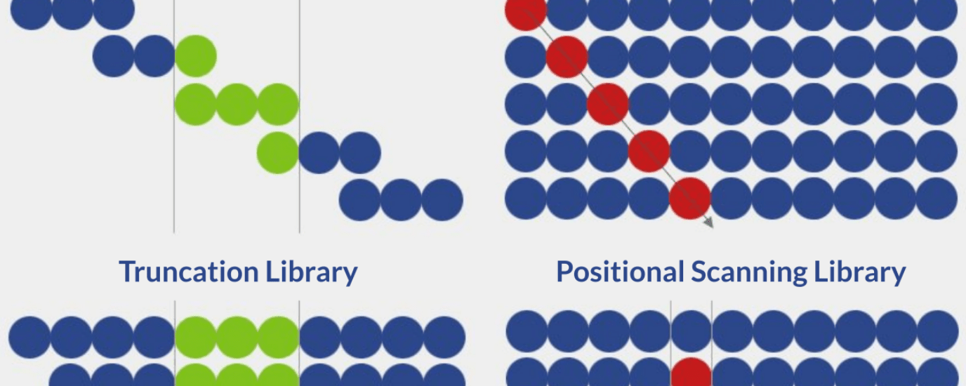All you need to know about peptide library design - ProteoGenix