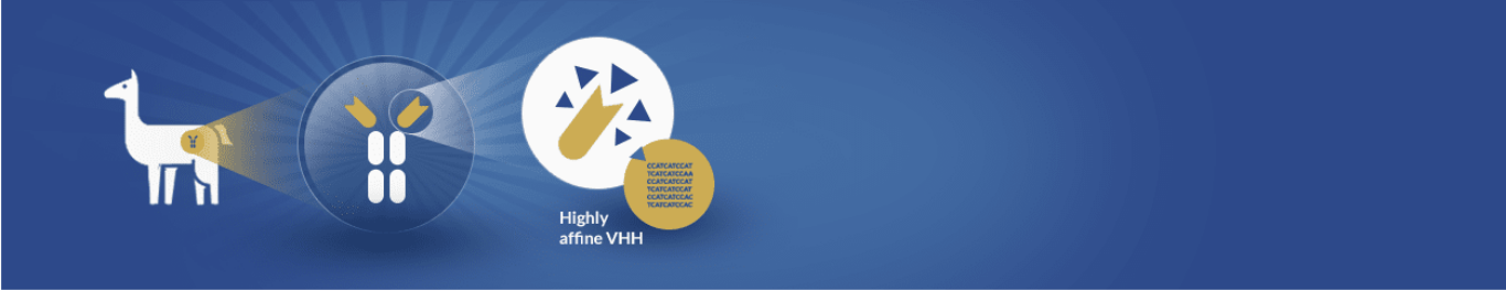 VHH screening service - ProteoGenix