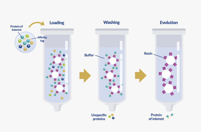 Tagged Protein Purification - ProteoGenix
